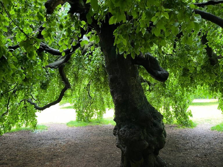 London Park to Park – Get to know London by walking its parks